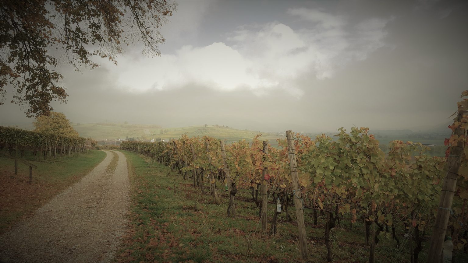 What we are looking forward to this fall! – These Fleeting Days