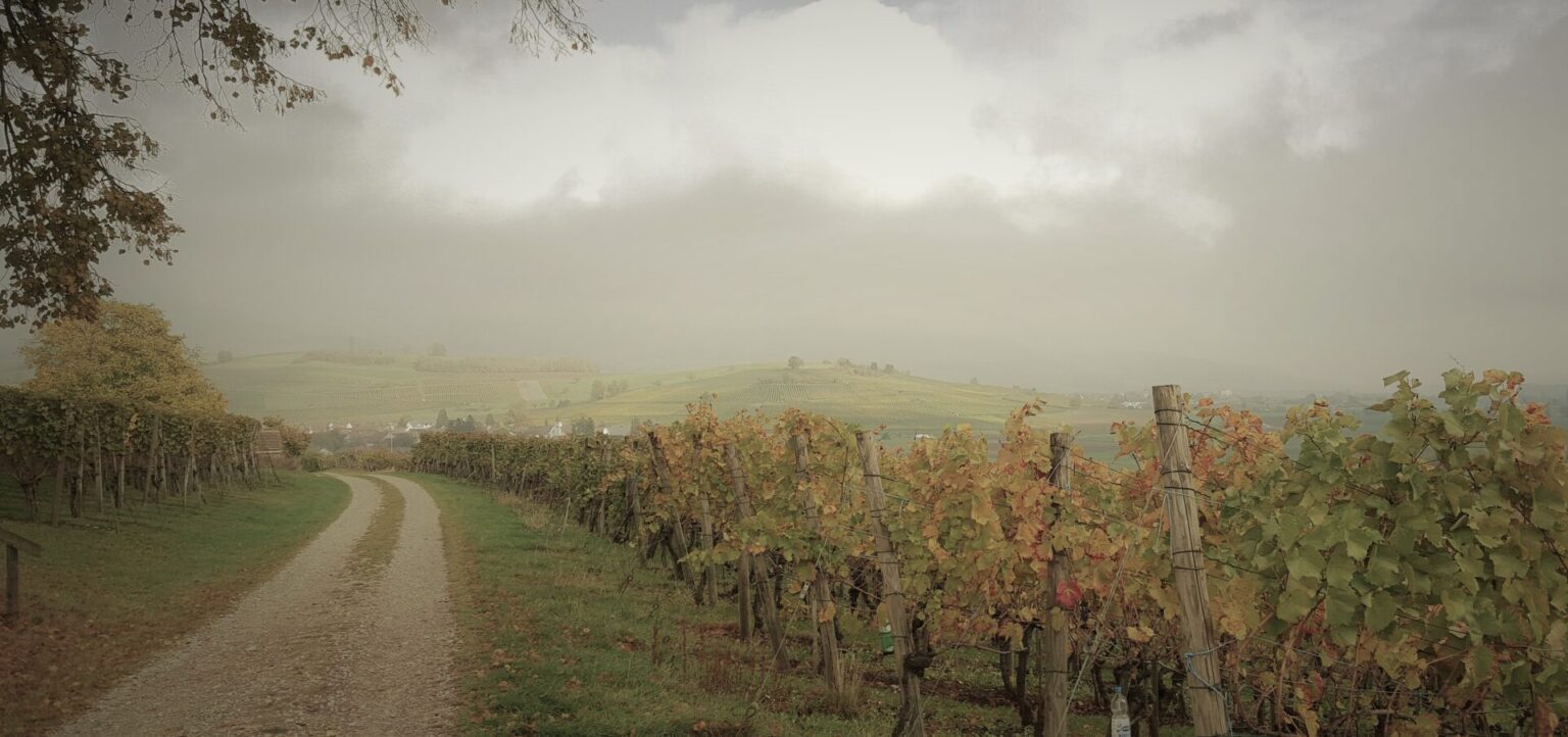 What we are looking forward to this fall! – These Fleeting Days
